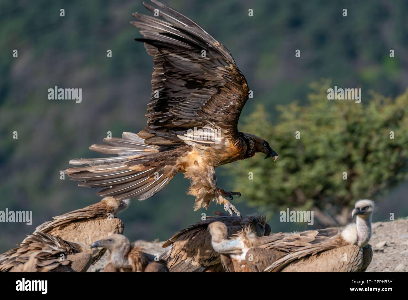 Vulture wings hi-res stock photography and images - Alamy