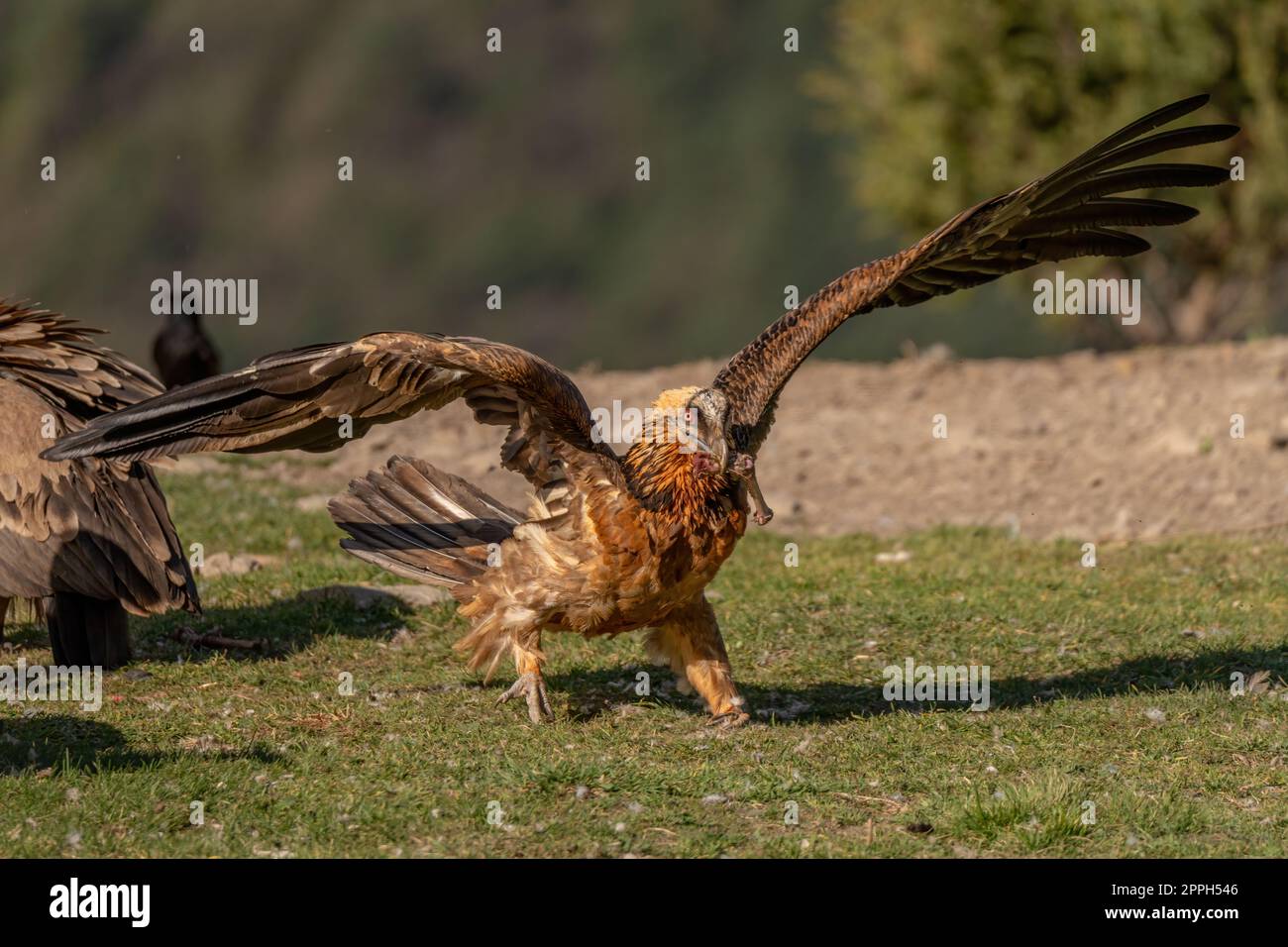 Adult Bearded Vulture initiating flight with a bone in its beak Stock ...
