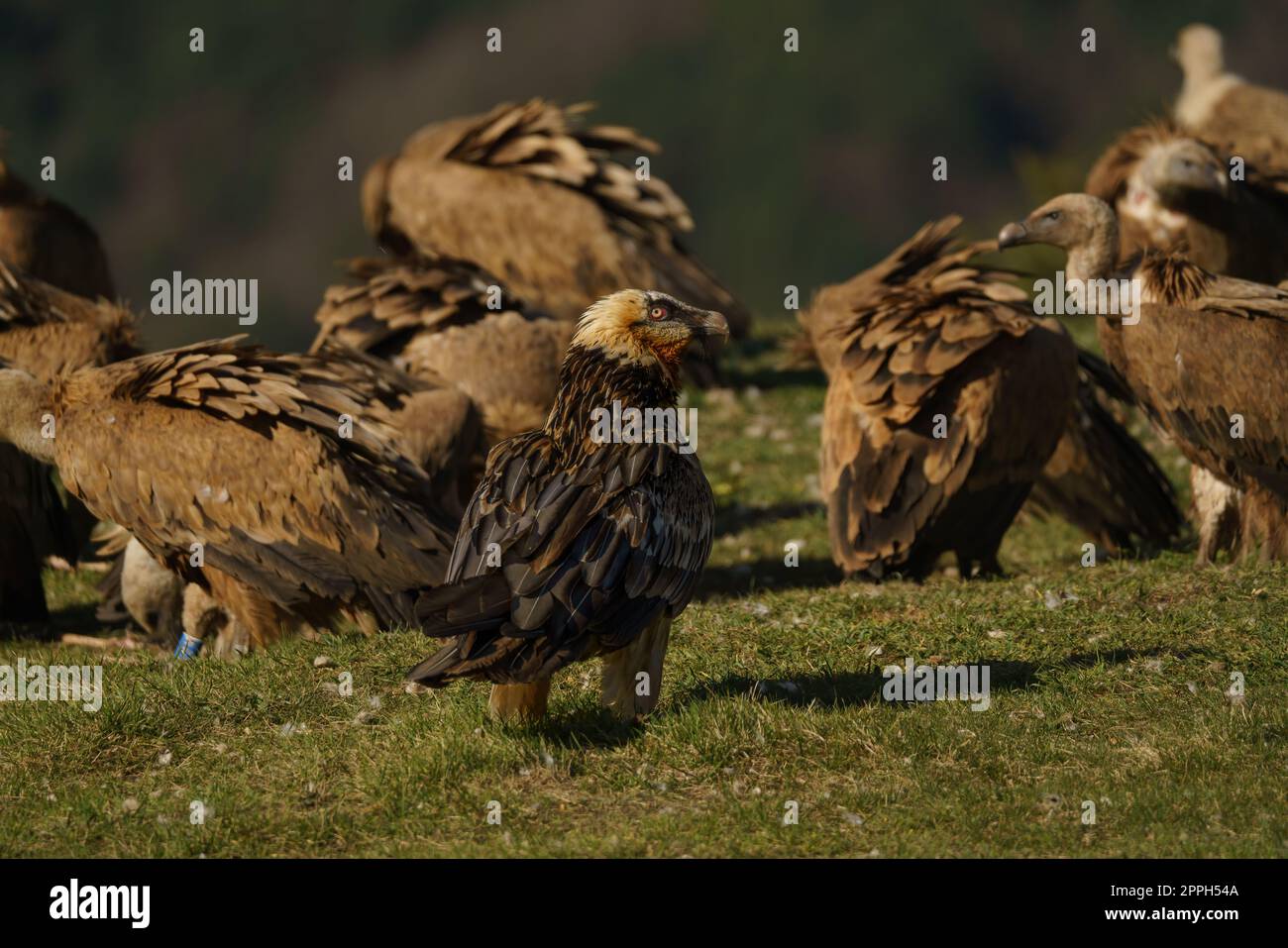 Adult Bearded Vulture watching and perched among griffon vultures Stock ...