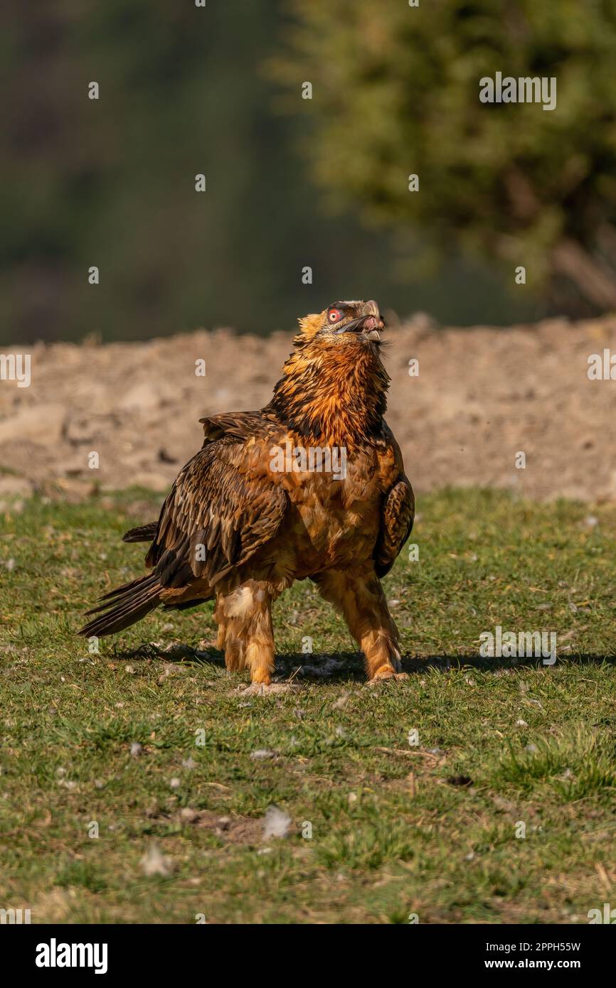 Adult bearded vulture swallowing a sheep's leg bone Stock Photo - Alamy