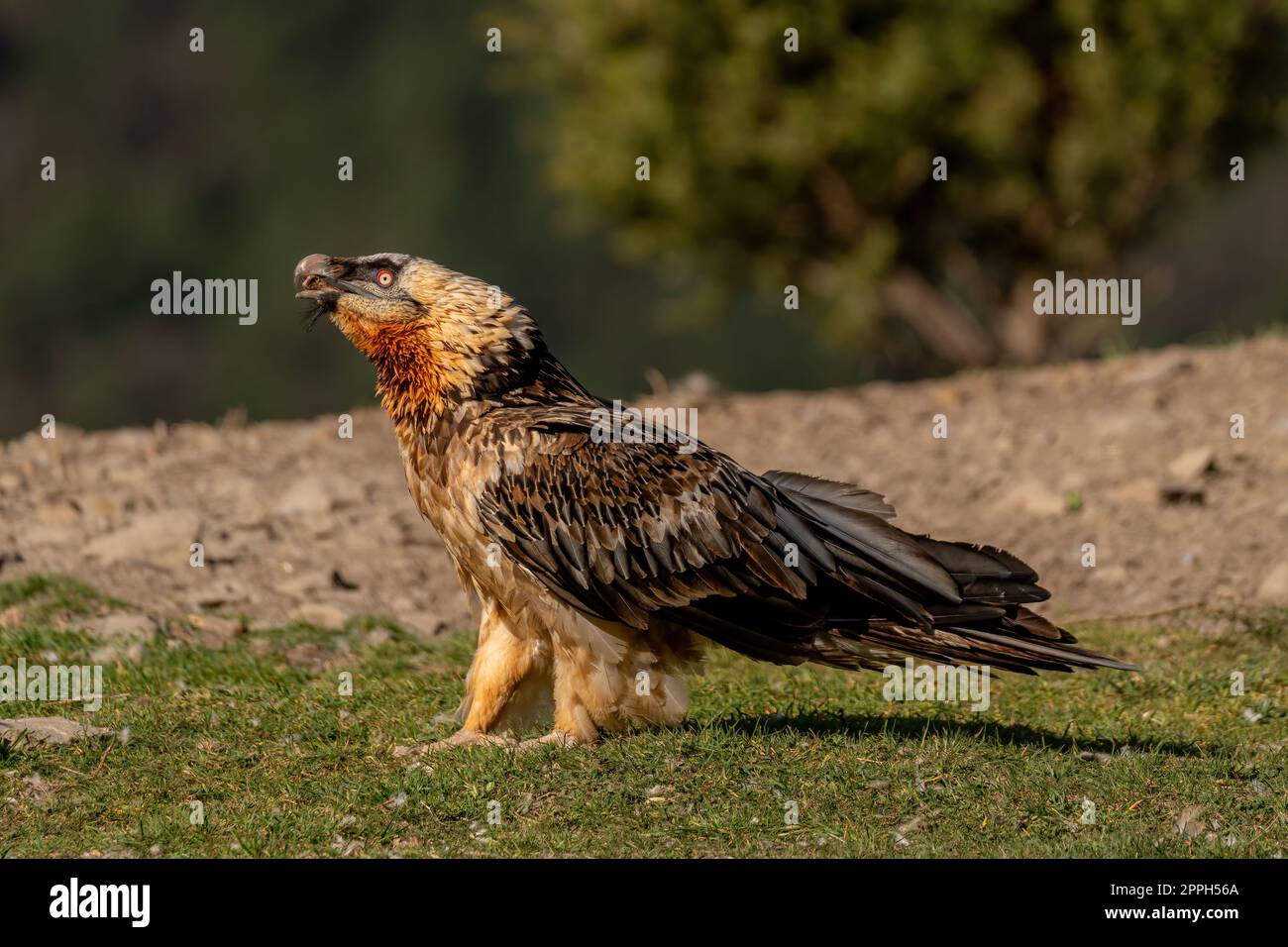 Adult bearded vulture perched on the ground swallowing a bone in its ...
