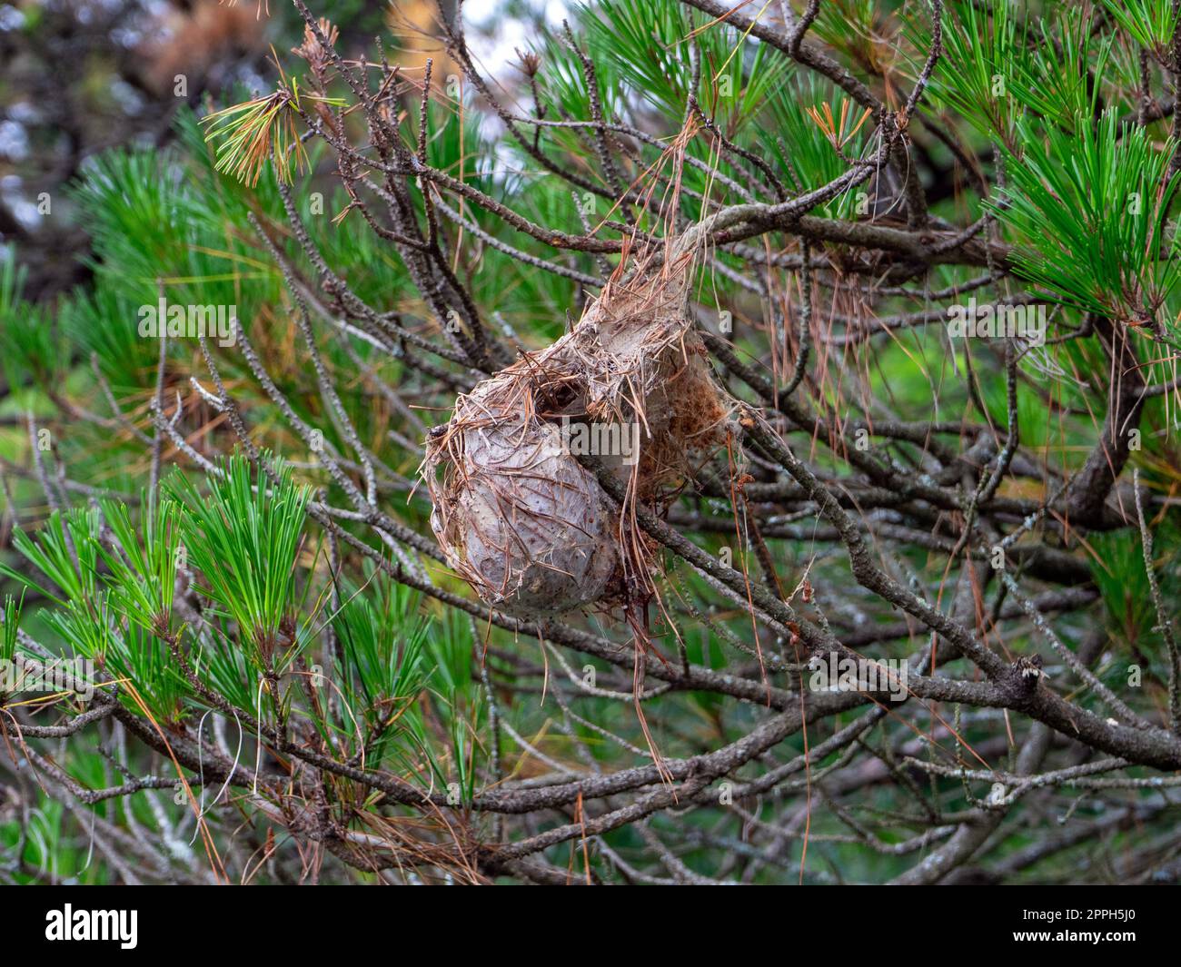 an old oriole nest built on a pine branch Stock Photo - Alamy