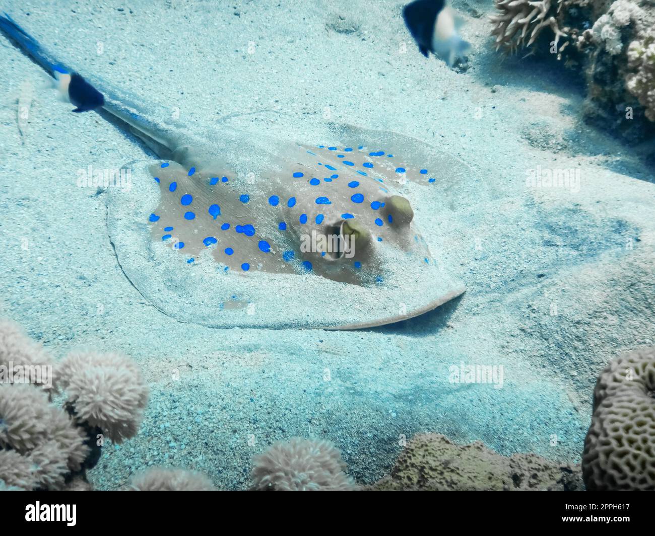 Blue spotted boxfish hi-res stock photography and images - Alamy