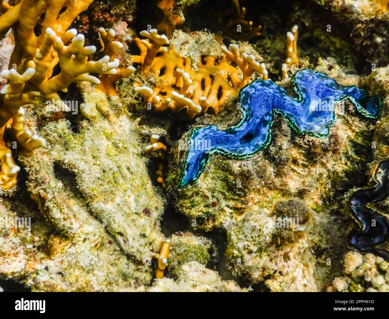 Clam shell hi-res stock photography and images - Alamy