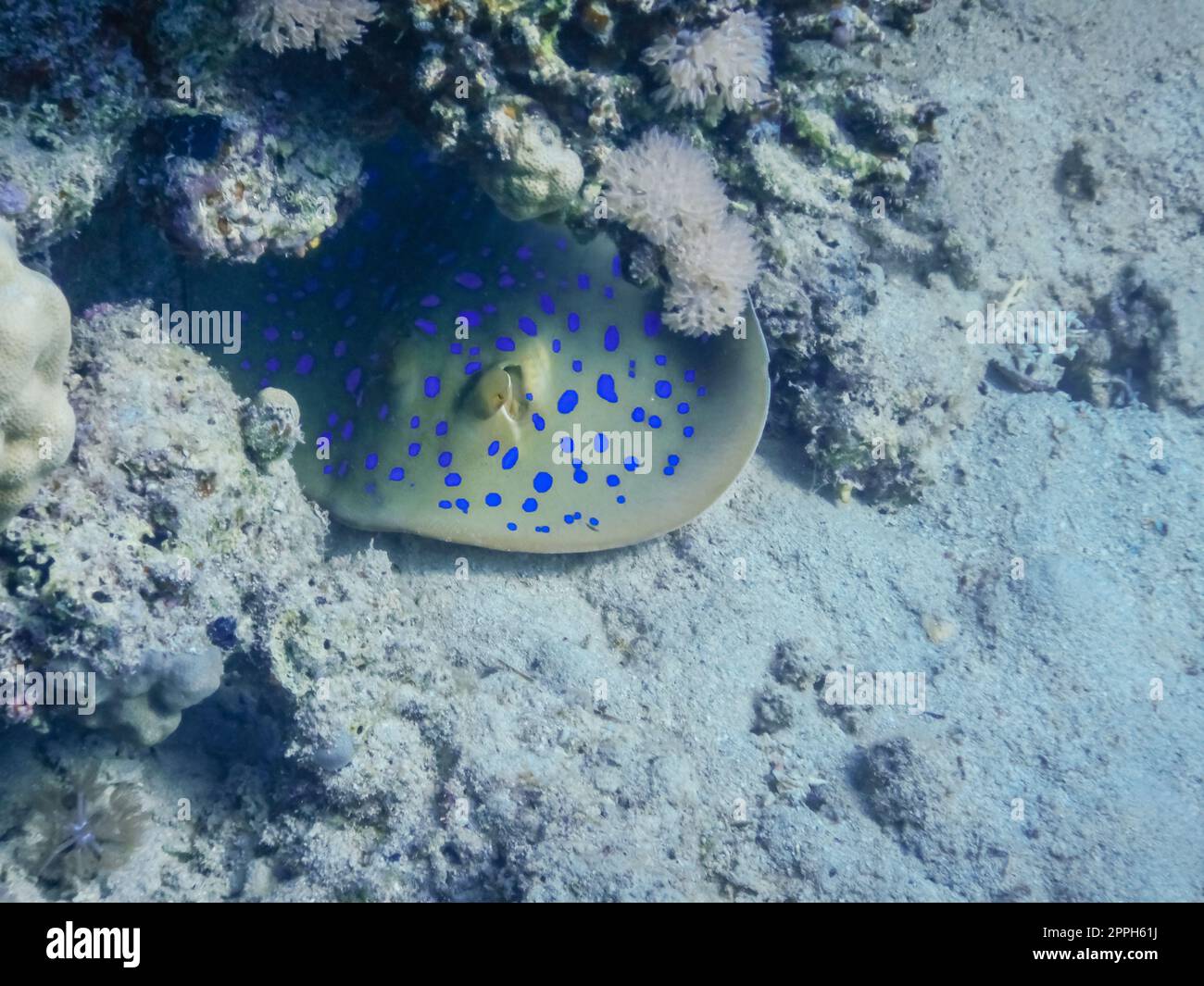blue spotted stingray hides under corals on the seabed Stock Photo - Alamy
