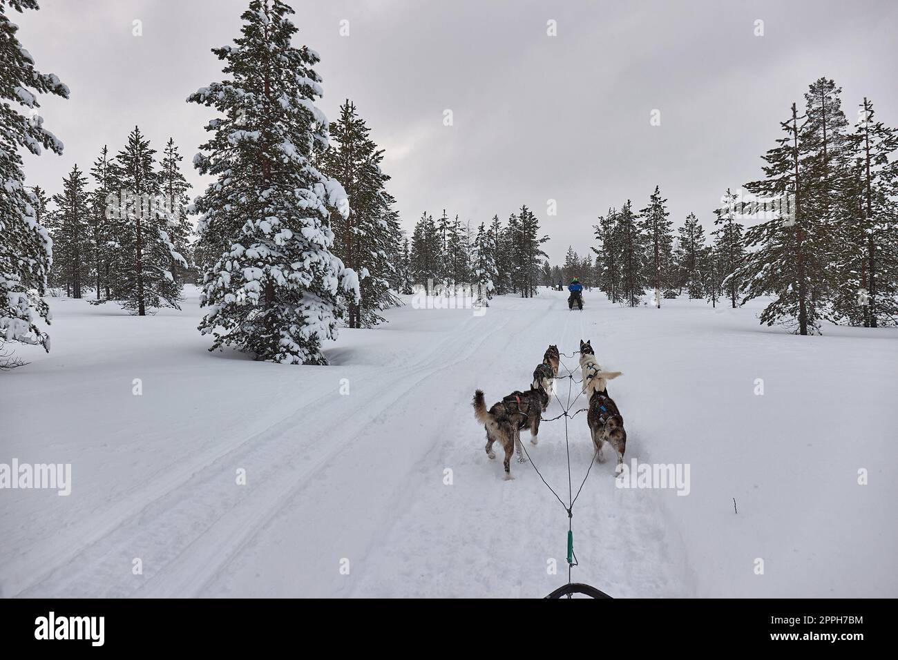 Dog sled ride in winter arctic forest Stock Photo - Alamy