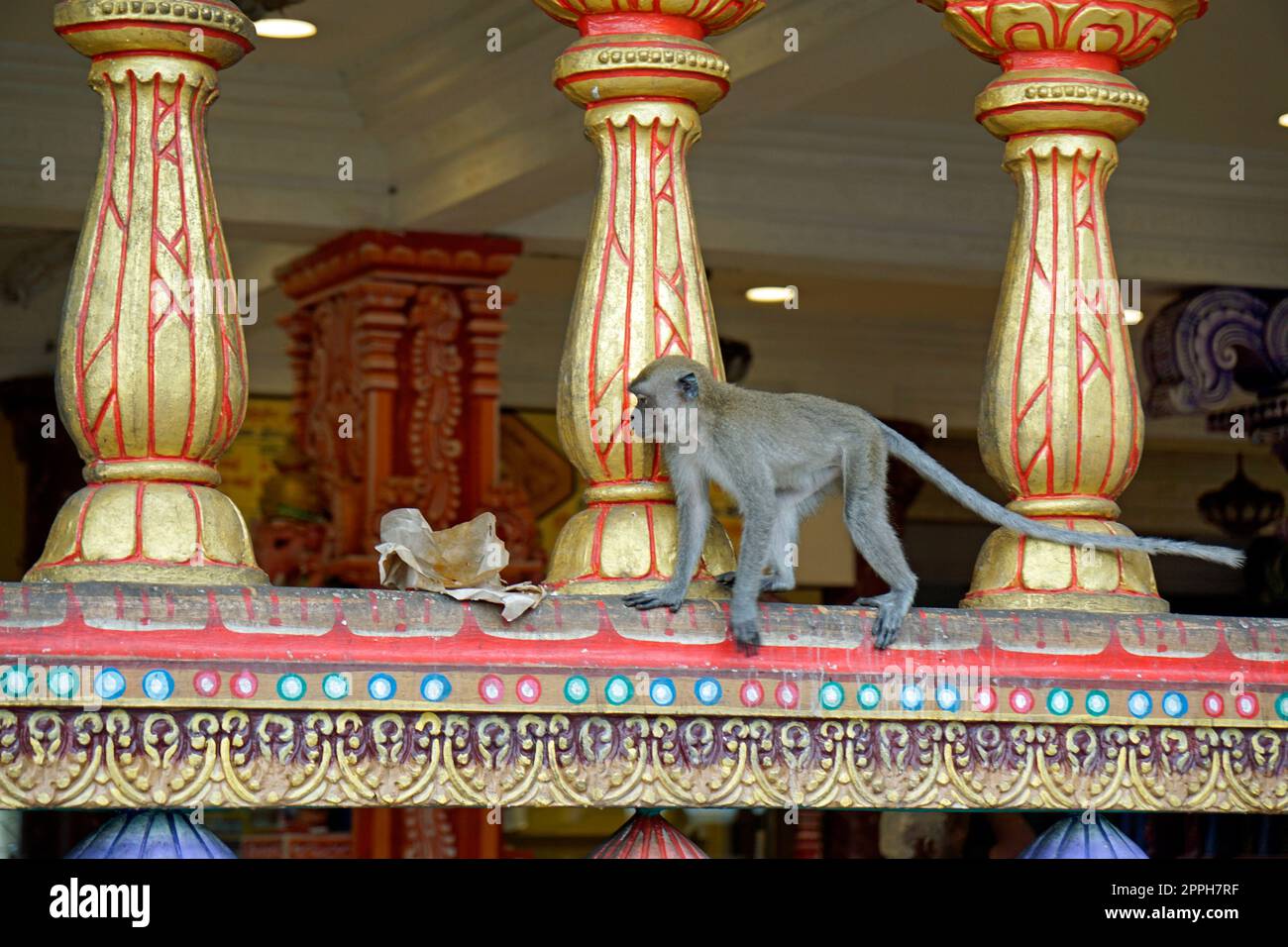 the wild monkeys live at batu cave temple in kuala lumpur Stock Photo ...