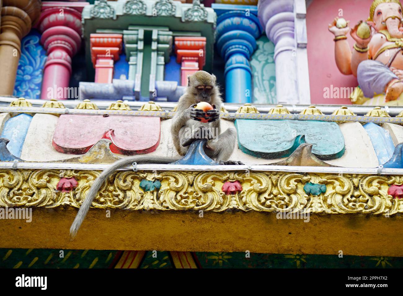 the wild monkeys live at batu cave temple in kuala lumpur Stock Photo ...