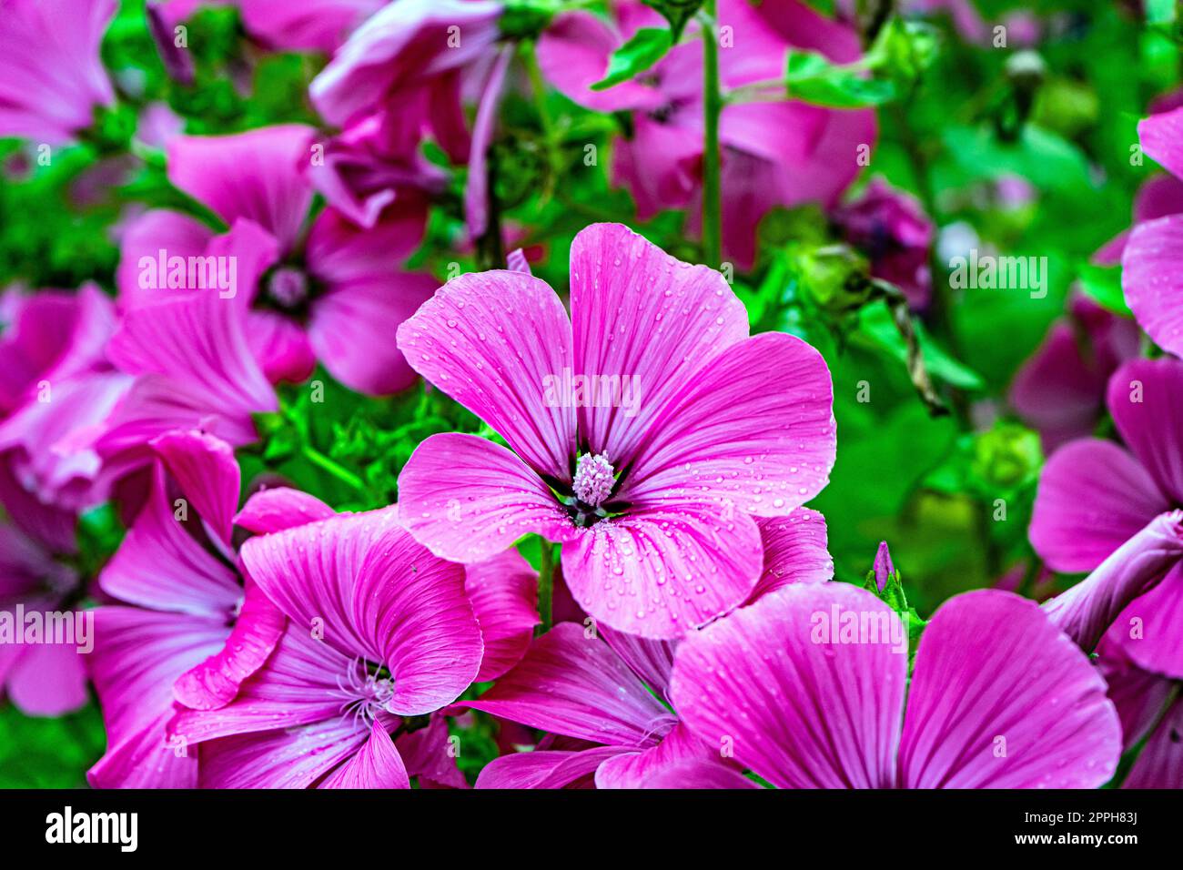 Water cranesbill hi-res stock photography and images - Alamy