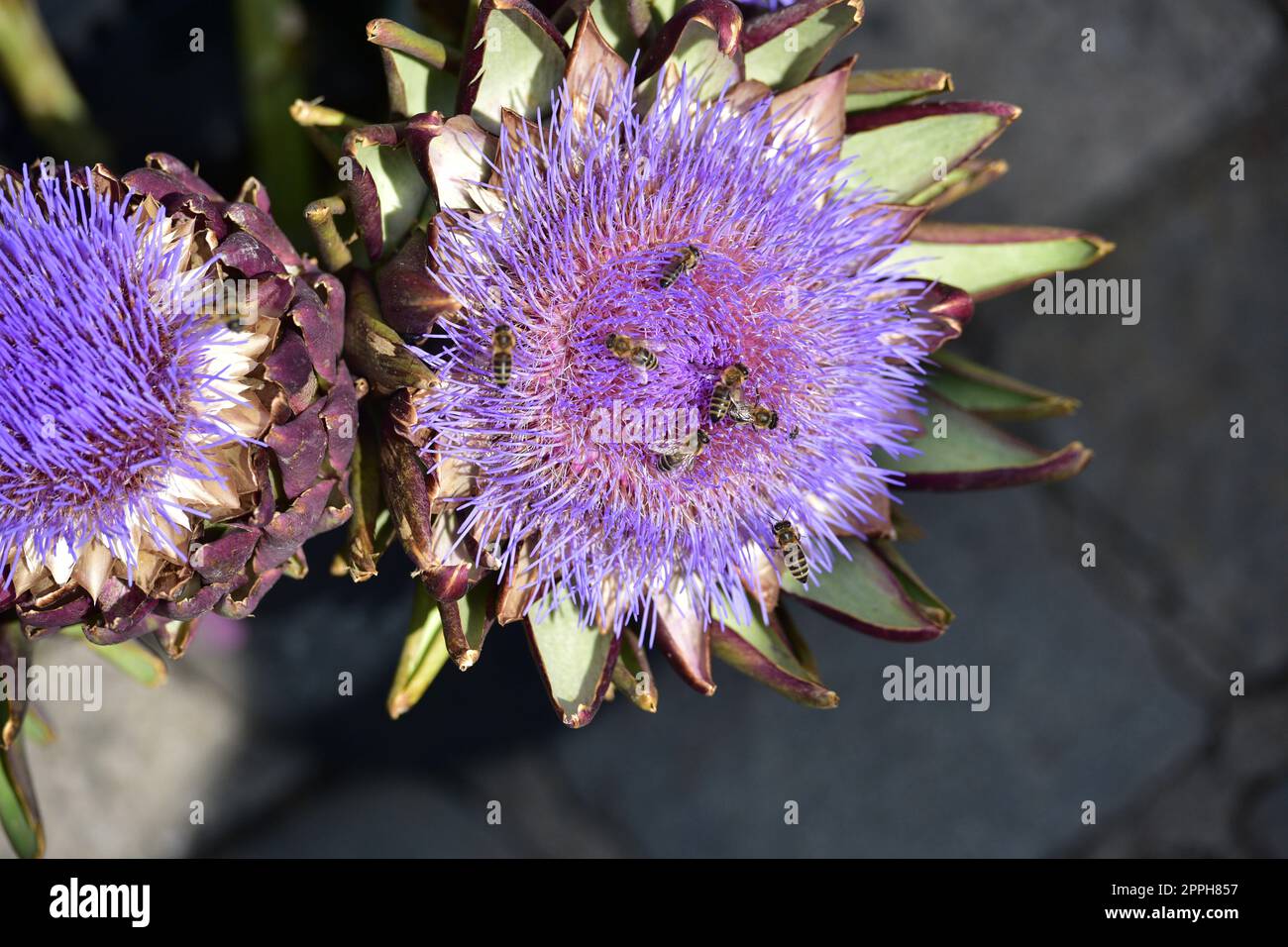 Artichoke Flower Bees at Qiana Flowers blog