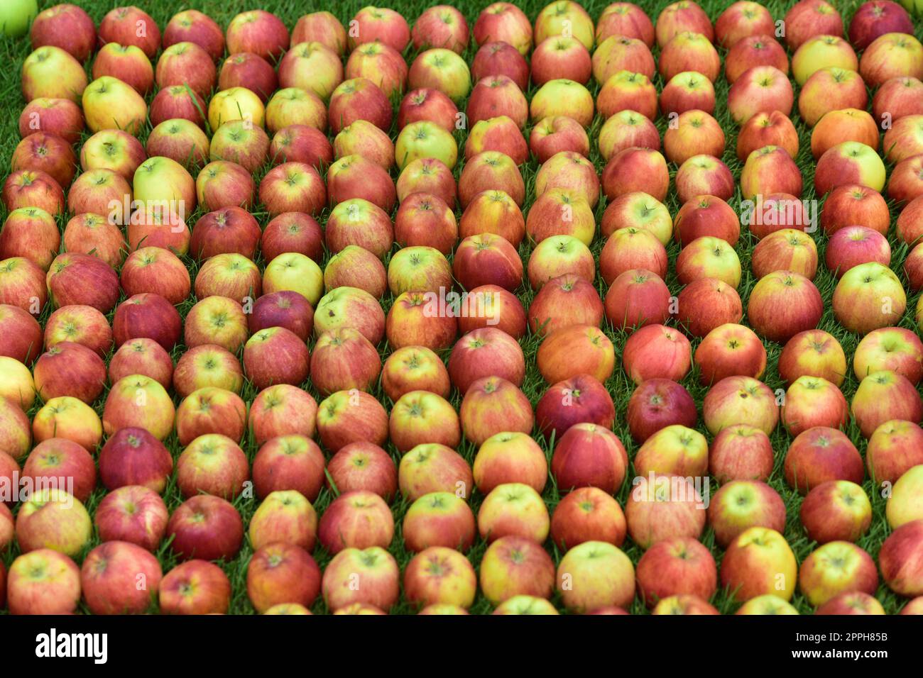 Apple sample hi-res stock photography and images - Alamy