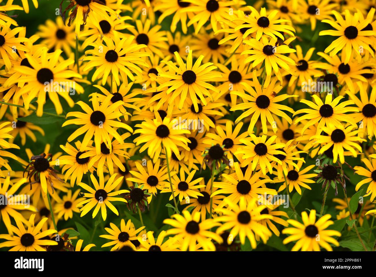 Coneflower species hi-res stock photography and images - Alamy