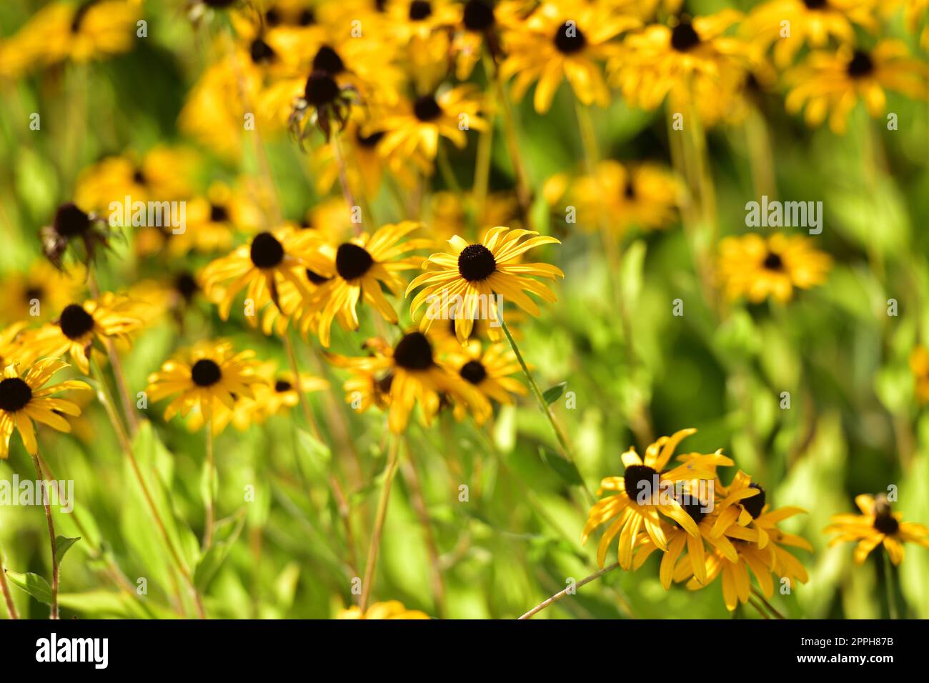 Common coneflower rudbeckia fulgida hi-res stock photography and images ...