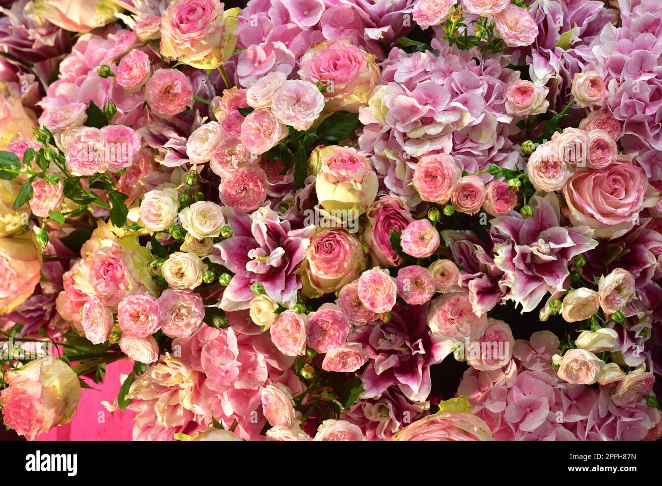 Big pink roses hi-res stock photography and images - Alamy