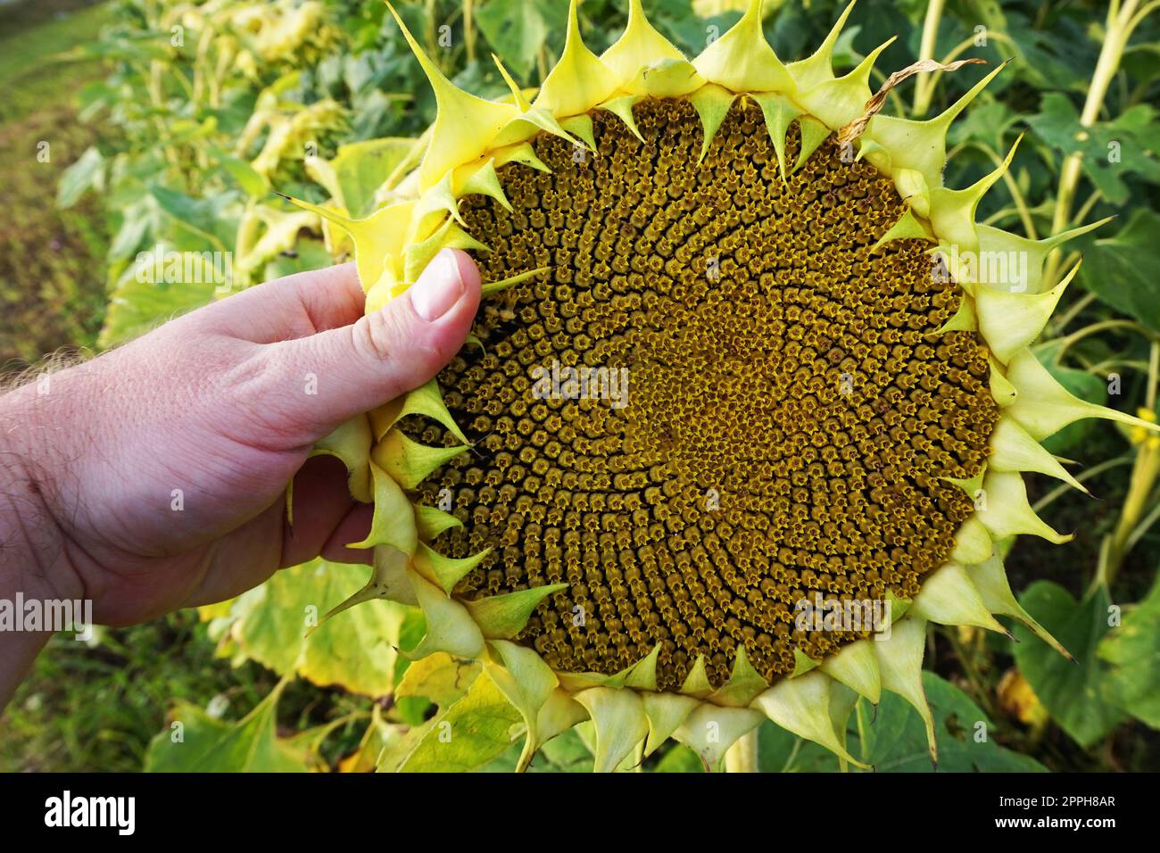 Old sunflower head hi-res stock photography and images - Alamy