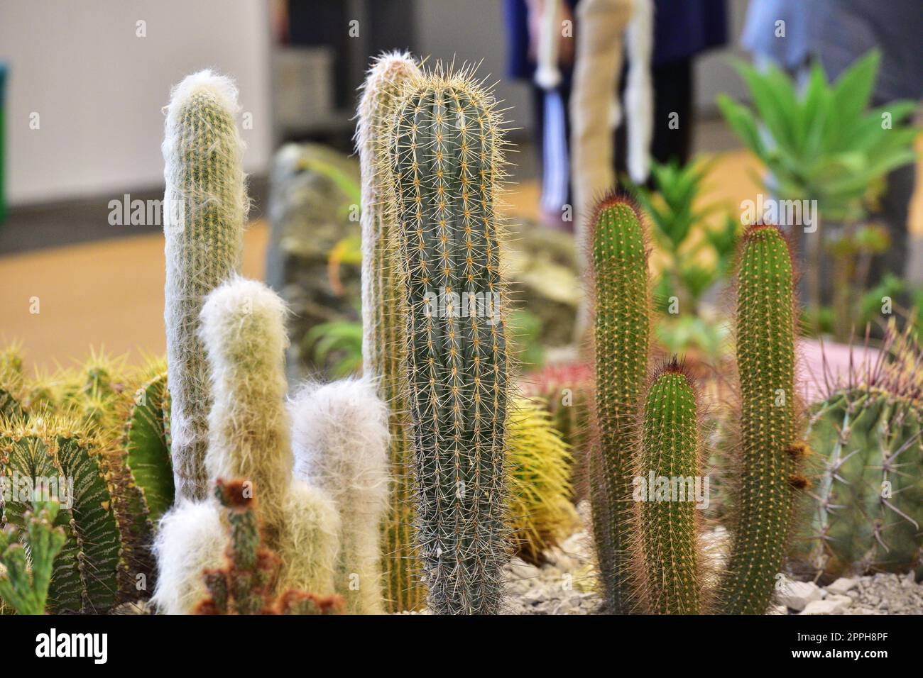 Garden design with cacti hi-res stock photography and images - Alamy