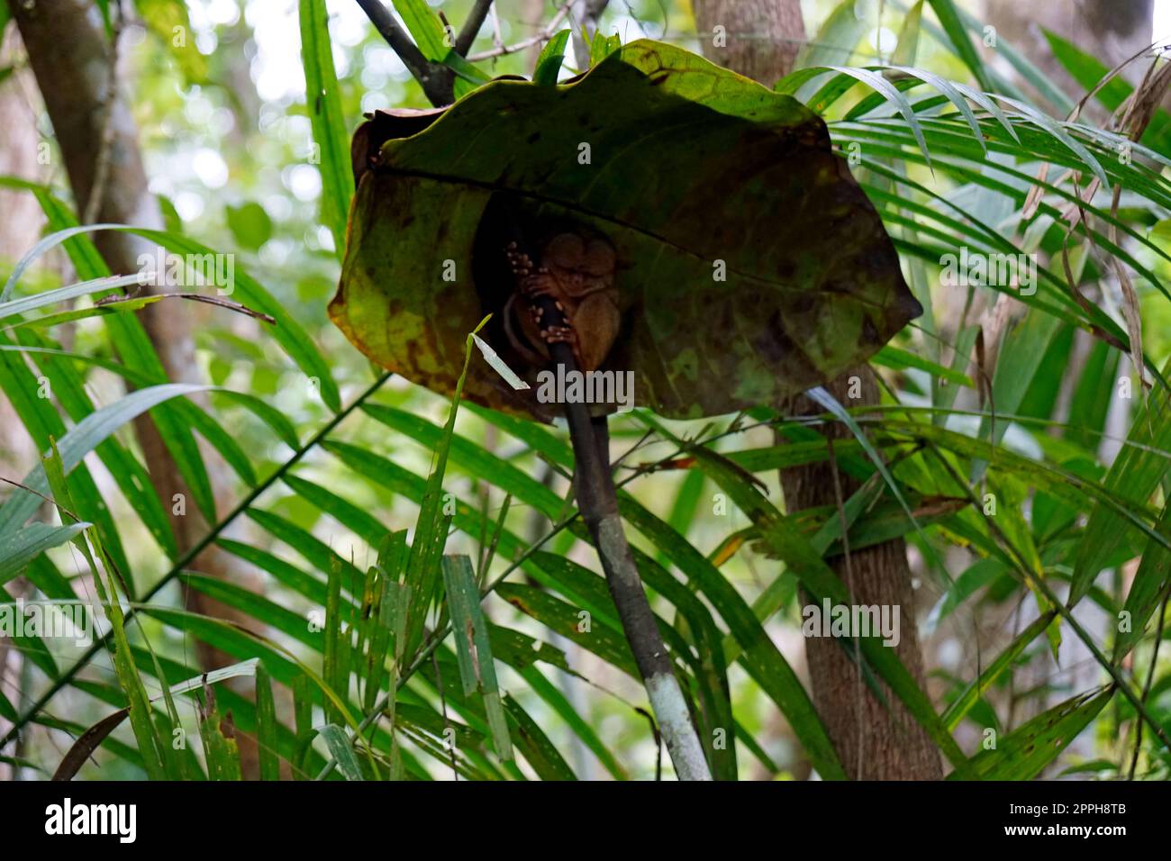 Goblin lemur hi-res stock photography and images - Alamy