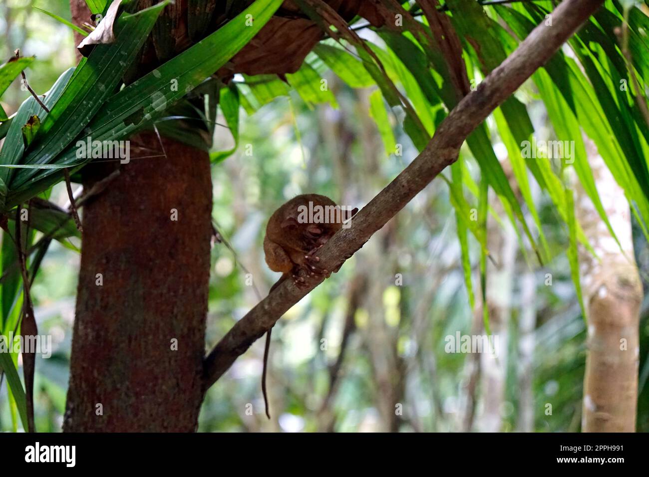 Goblin lemur hi-res stock photography and images - Alamy