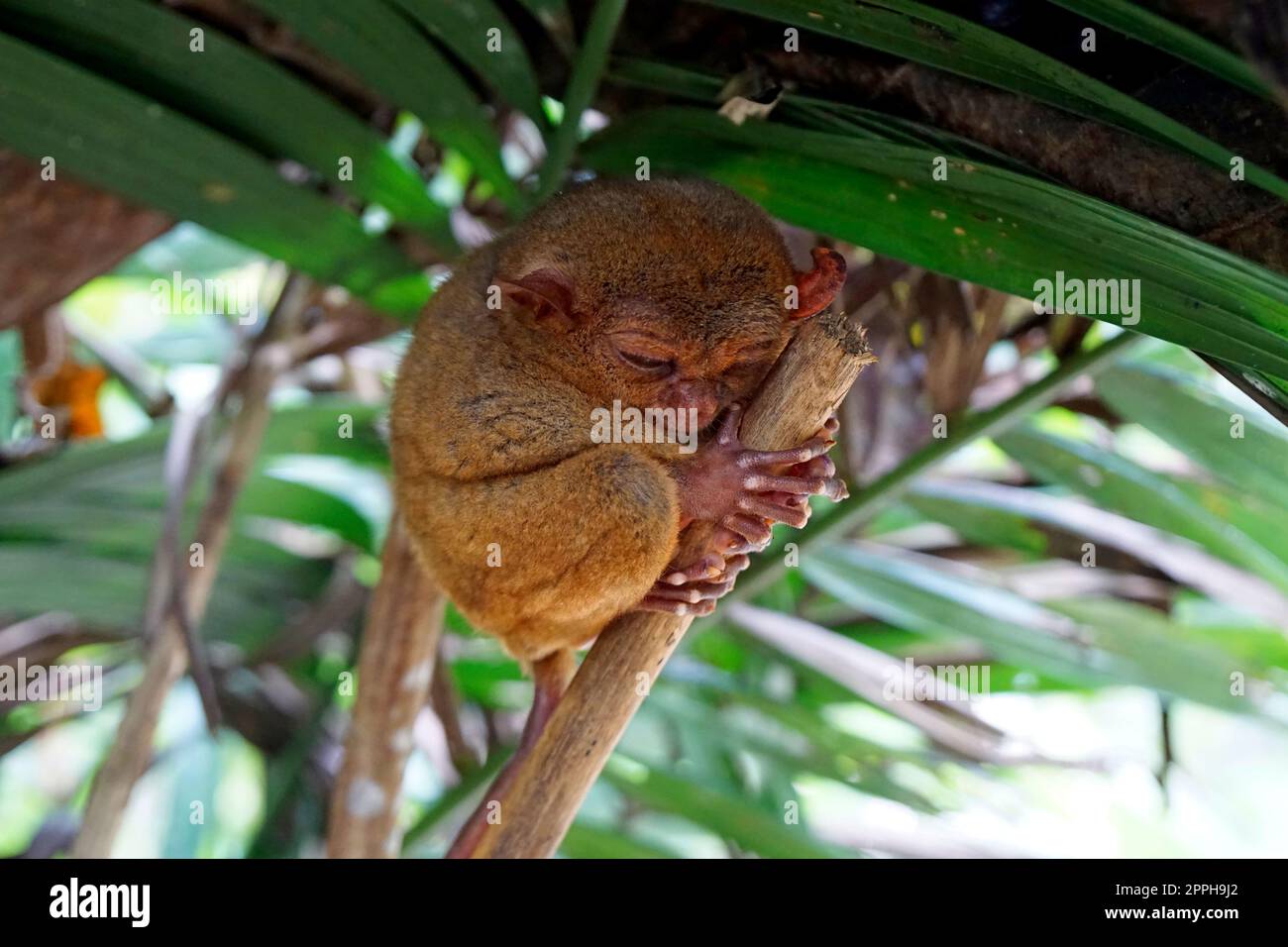 Portrait of Tarsier monkey (Tarsius Syrichta) on the tree at bohol ...