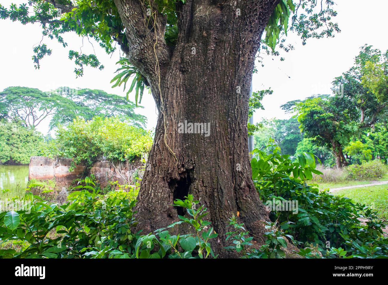 Biggest tree hi-res stock photography and images - Alamy