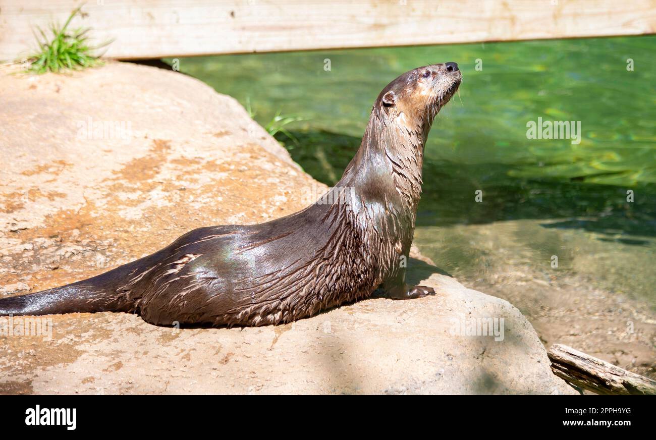 Captive north american river otter hi-res stock photography and images ...
