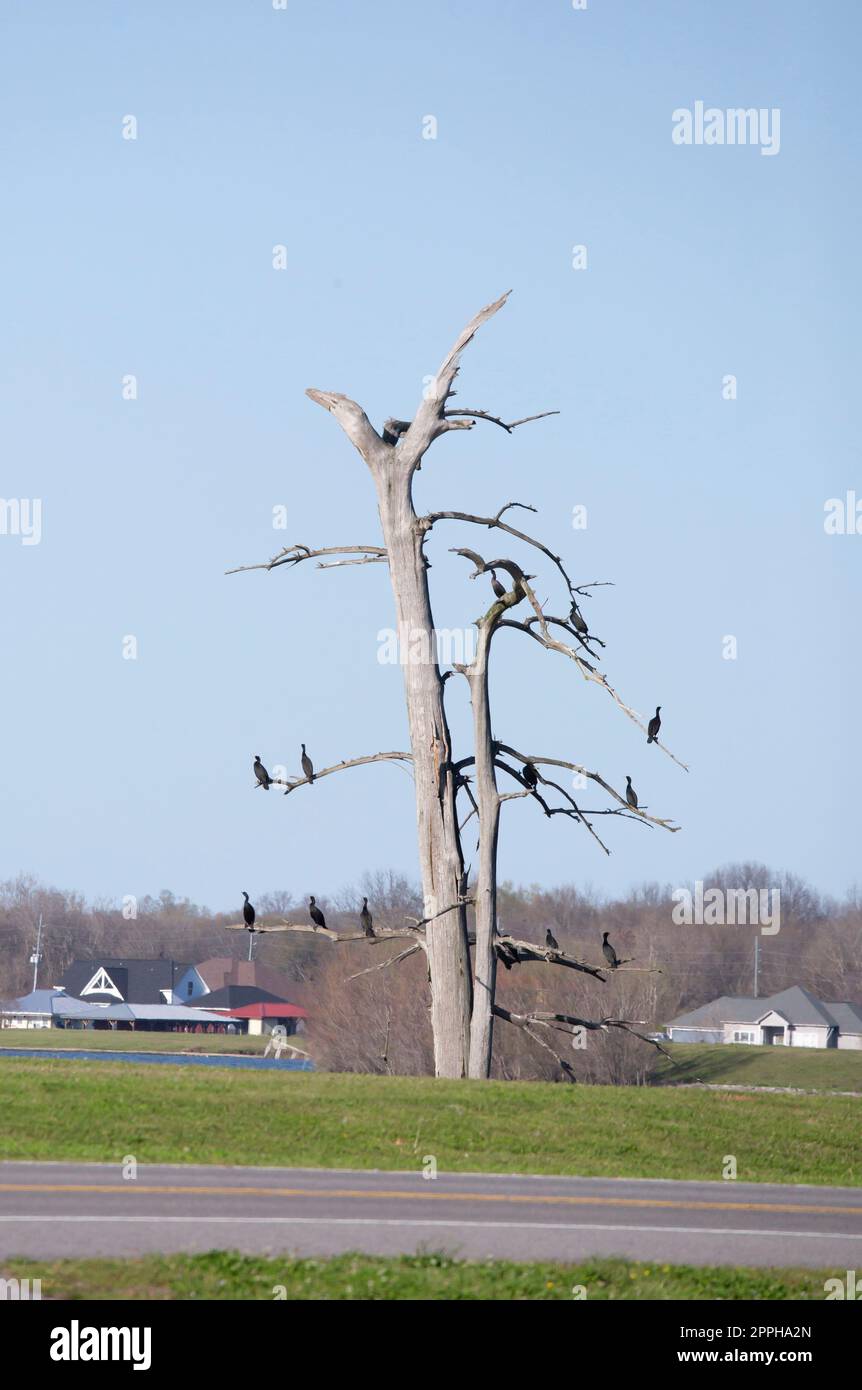 Cormorant-Filled Tree on the Poverty Point Reservoir Stock Photo - Alamy
