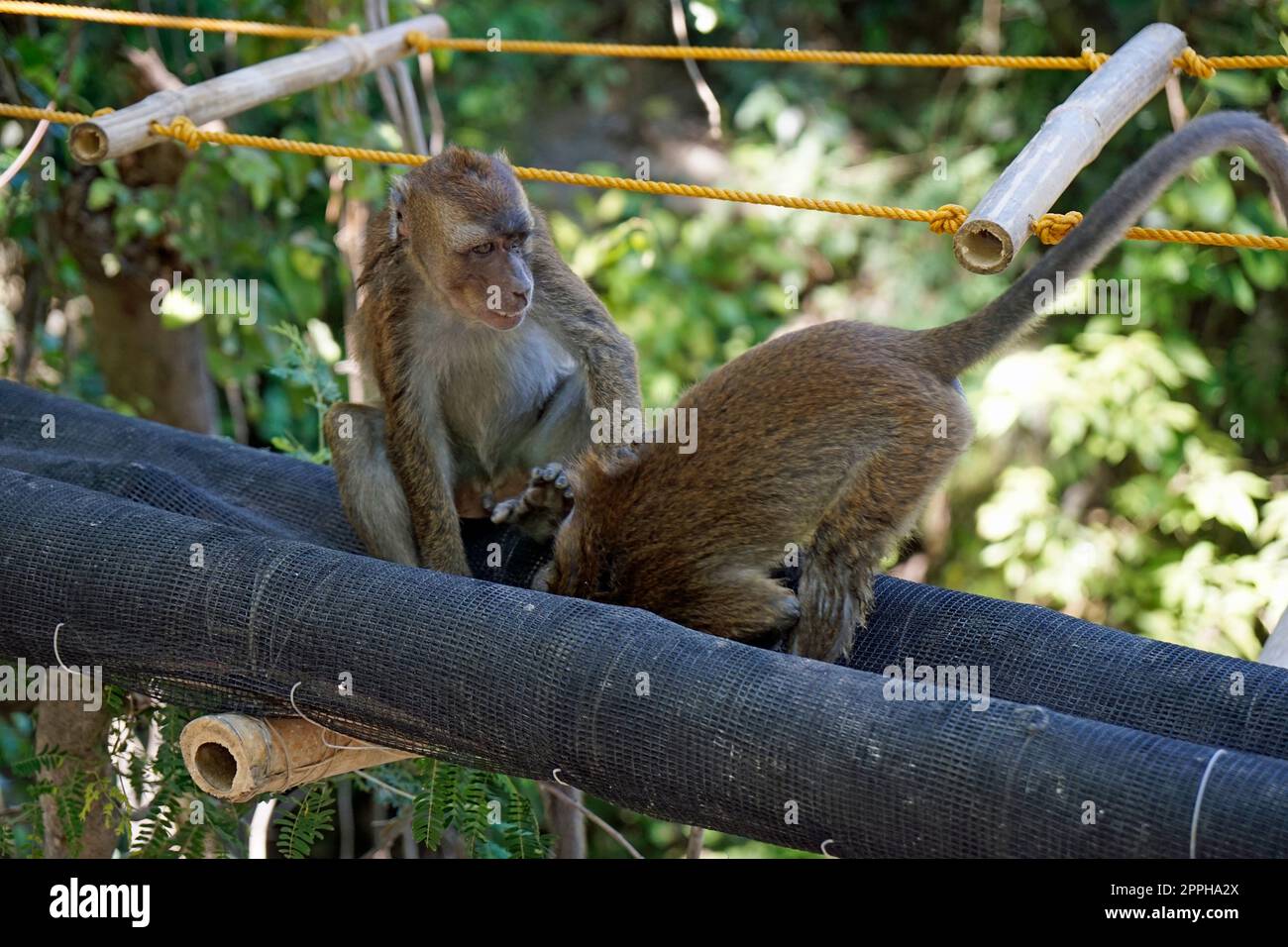 macaque monkeys ion cebu island at the philippines Stock Photo - Alamy