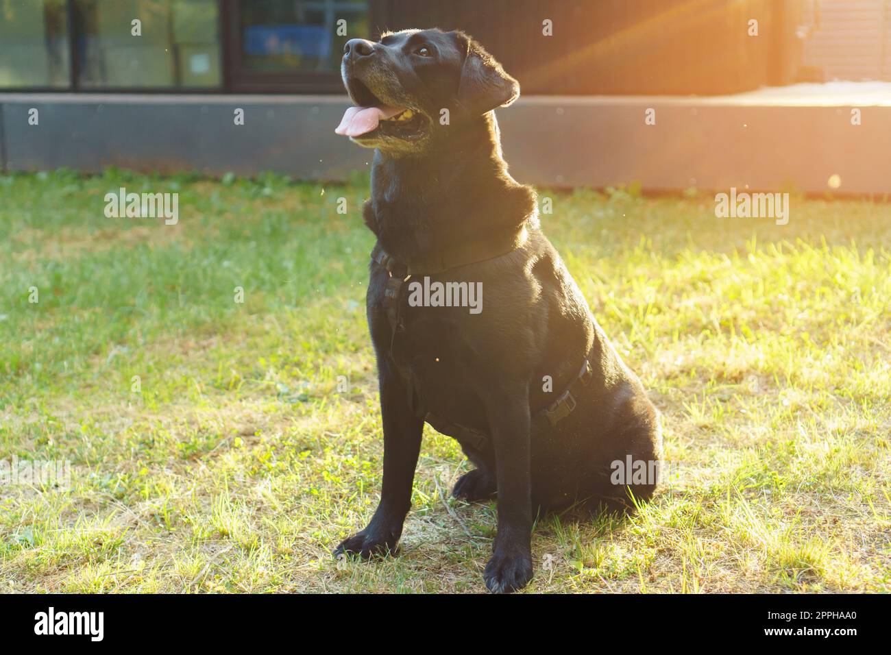 Black pet dog Labrador Retriever sits with his tongue out on green grass against backdrop of ...