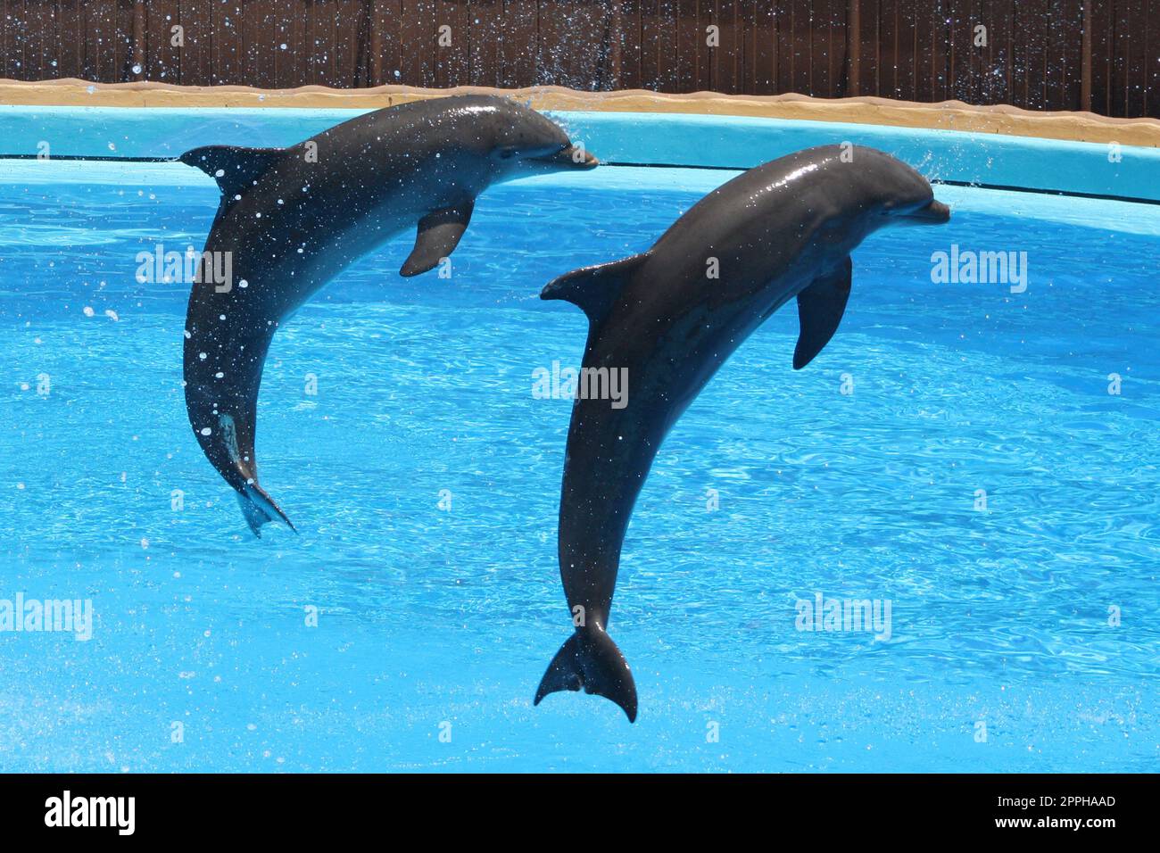 Delphinoidea hi-res stock photography and images - Alamy