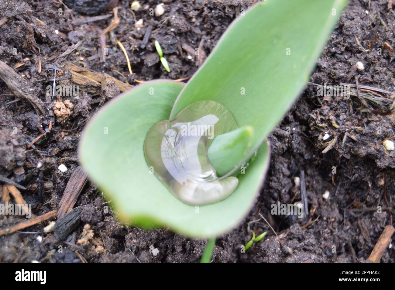 Spring has sprung Stock Photo - Alamy