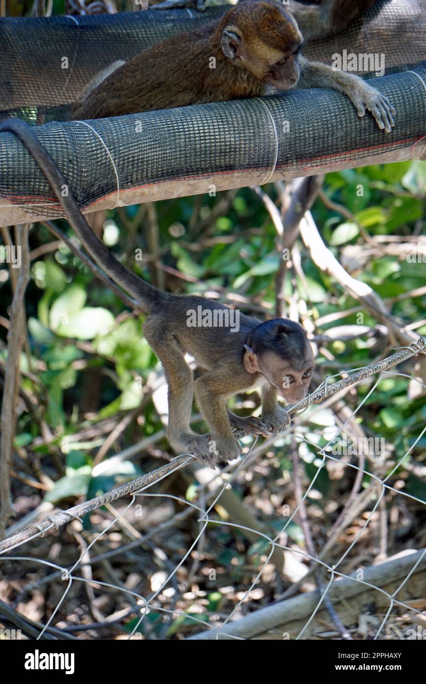 macaque monkeys ion cebu island at the philippines Stock Photo - Alamy