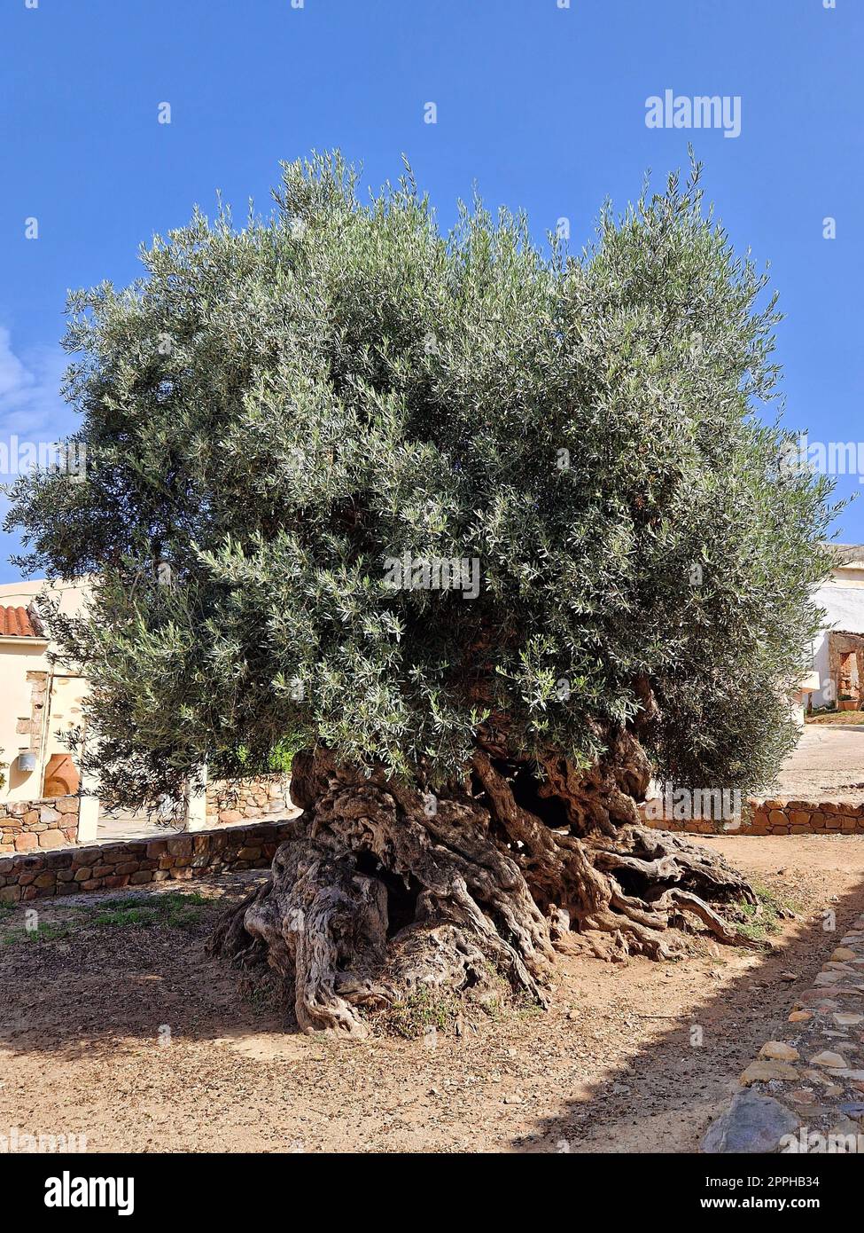 Ancient olive tree of Vouves, Crete, Greece Stock Photo - Alamy