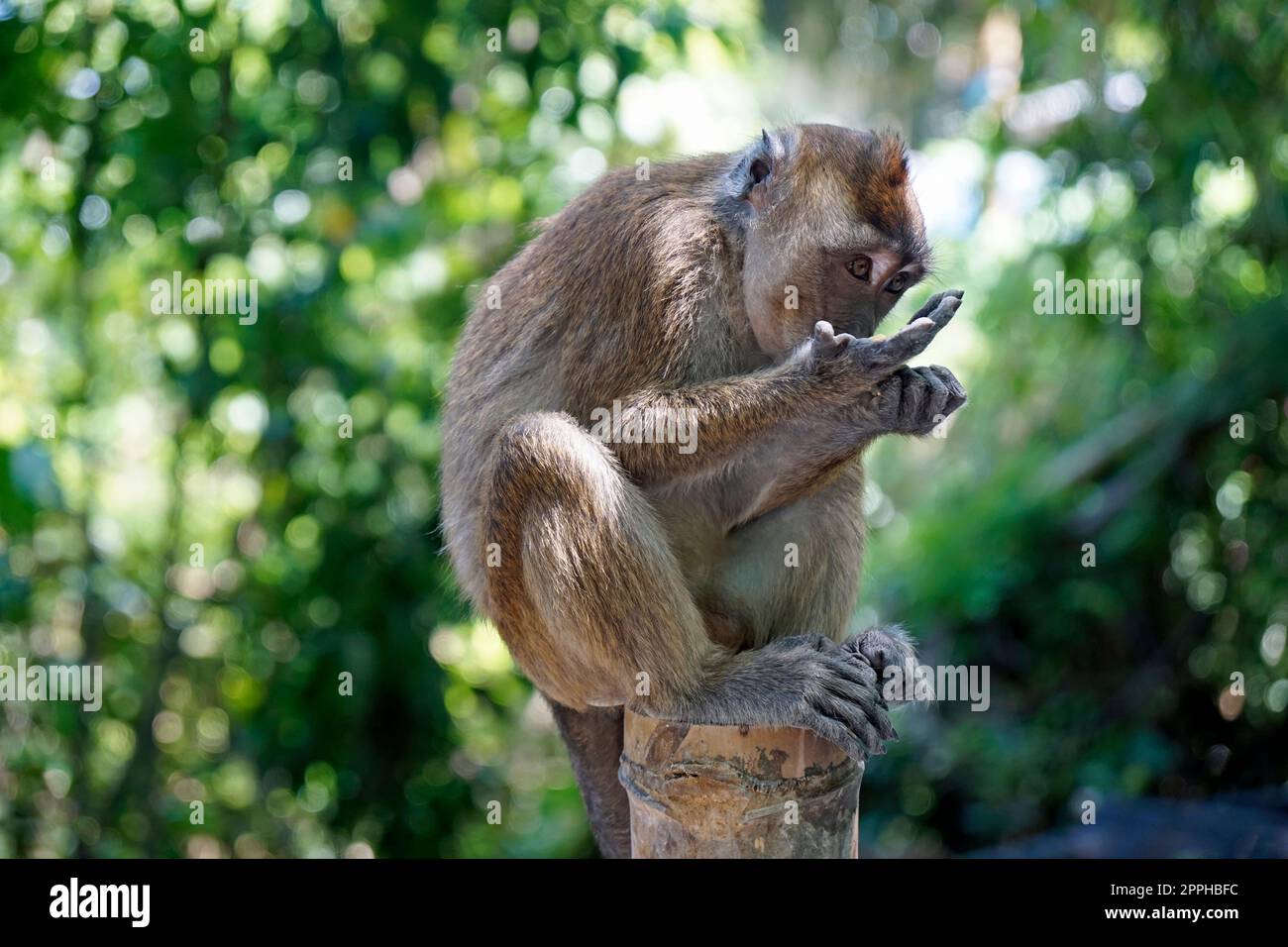 macaque monkeys ion cebu island at the philippines Stock Photo - Alamy