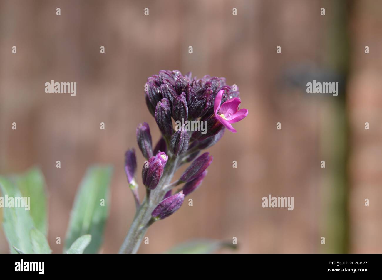 Leafy green plany hi-res stock photography and images - Alamy