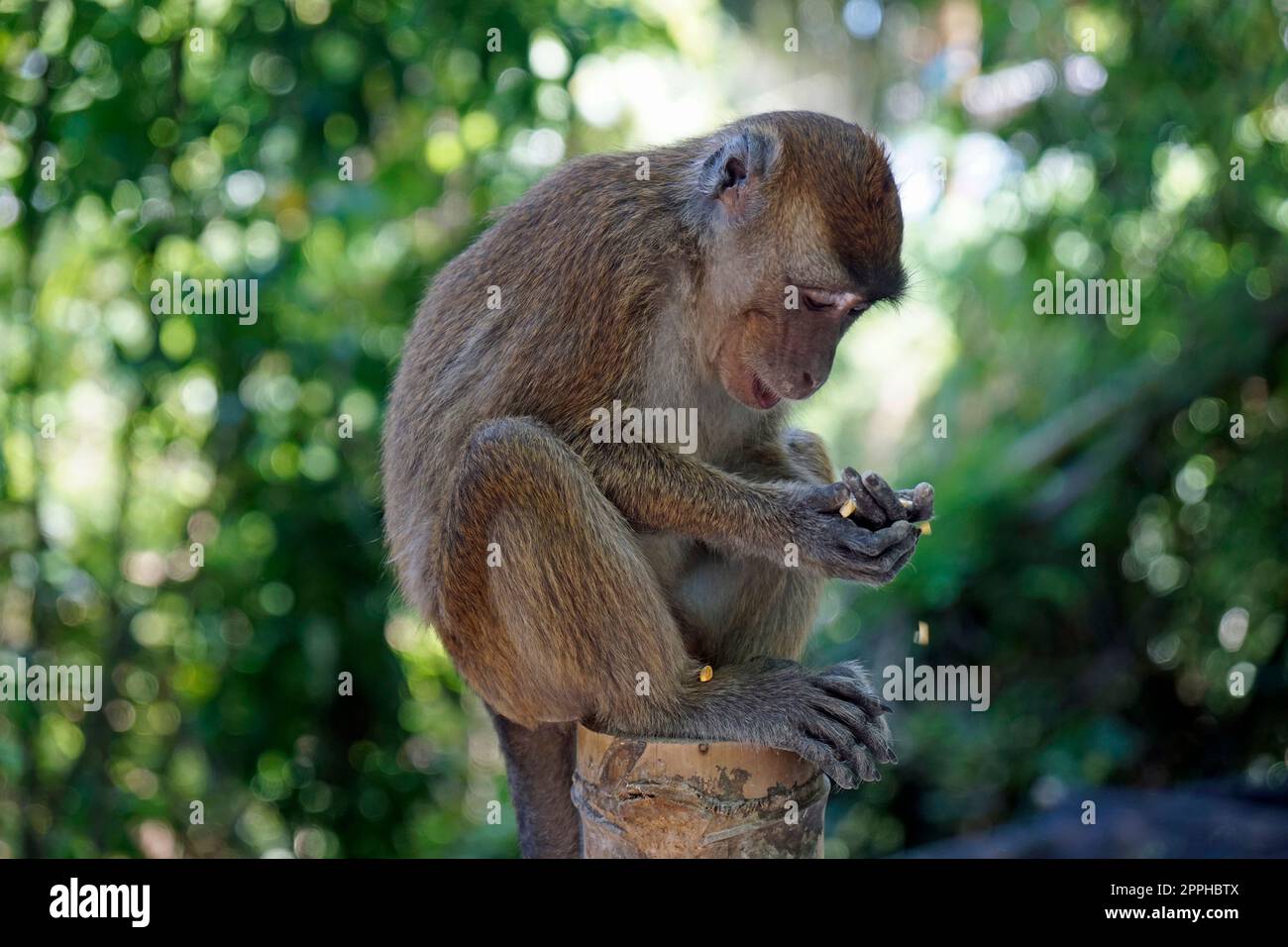 macaque monkeys ion cebu island at the philippines Stock Photo - Alamy