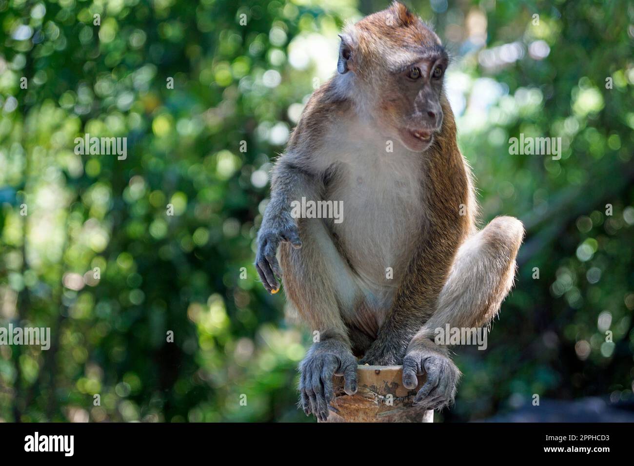 macaque monkeys ion cebu island at the philippines Stock Photo - Alamy
