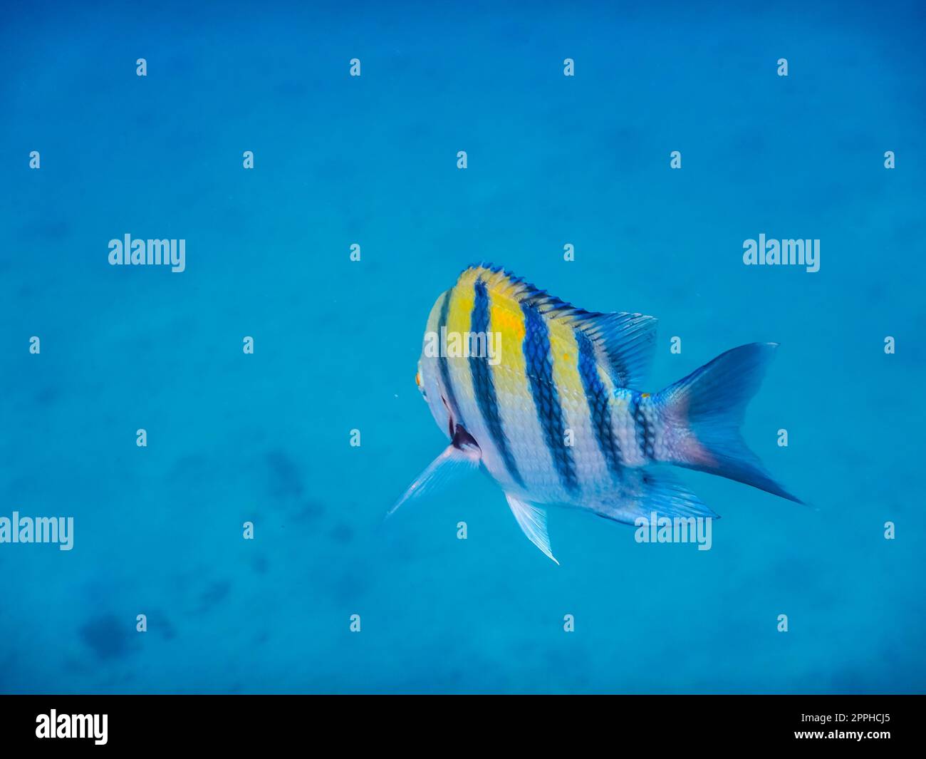 indopazific sergeant fish from behind in the blue sea Stock Photo - Alamy
