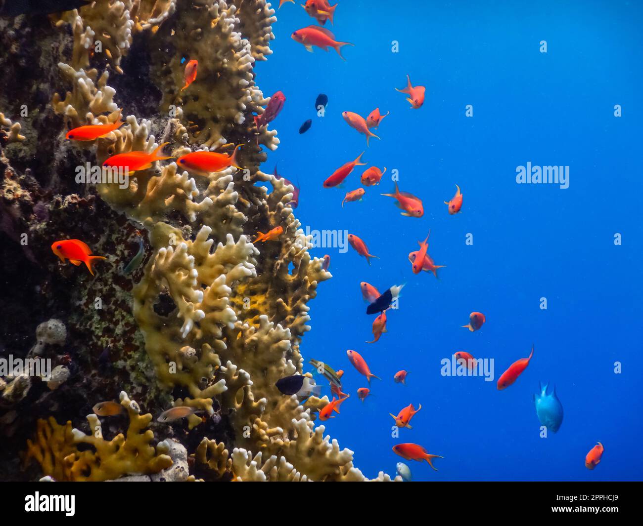 lot of little red fishes at the coral reef with blue water Stock Photo ...