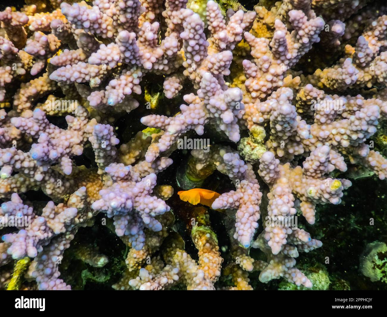 pink corals in the red sea on vacation in egypt Stock Photo - Alamy