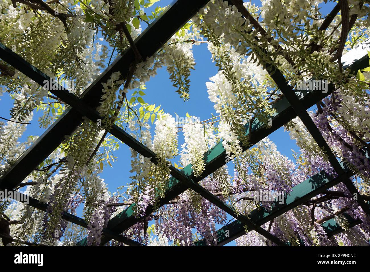 Kameideo hi-res stock photography and images - Alamy