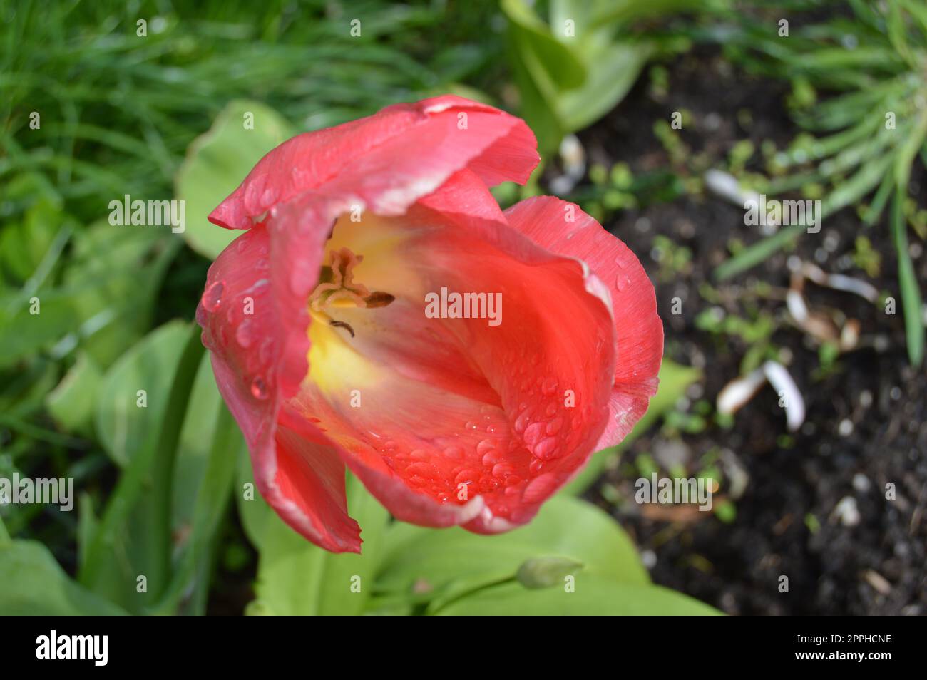Spring has sprung Stock Photo - Alamy