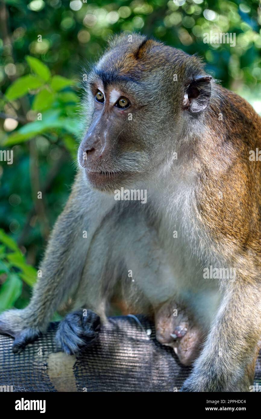 macaque monkeys ion cebu island at the philippines Stock Photo - Alamy