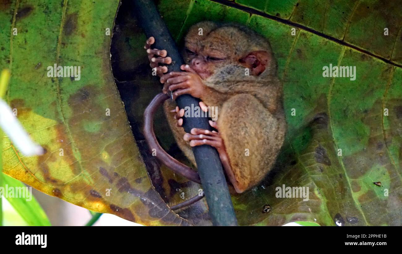 Portrait of Tarsier monkey (Tarsius Syrichta) on the tree at bohol ...