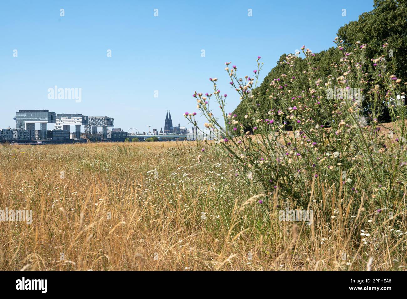 Drought in Germany, dried out meadows on Rhine river Stock Photo - Alamy