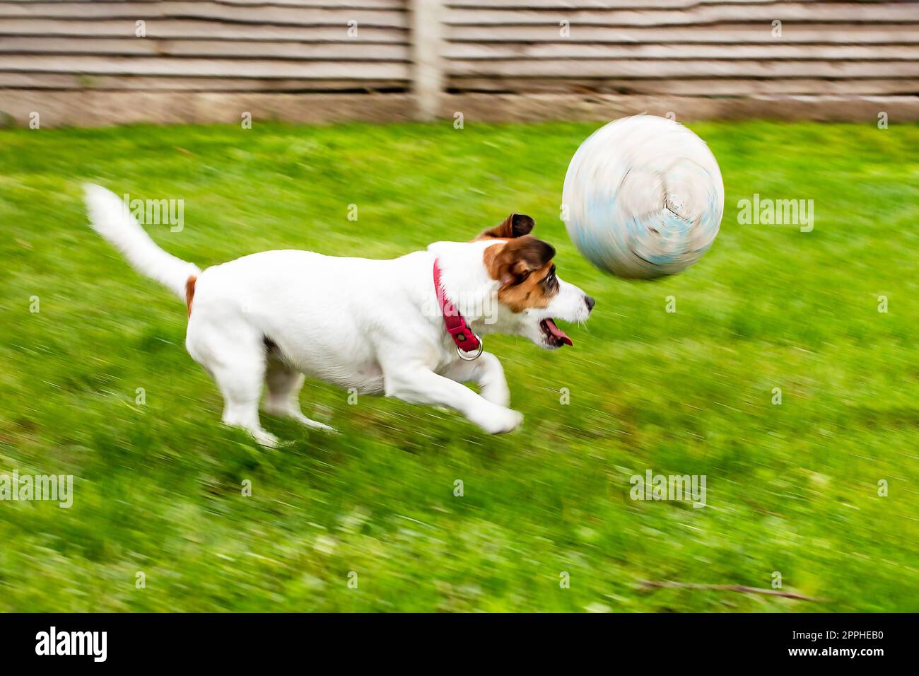 beautiful jack russell terrier playing with a ball on lawn grass ...