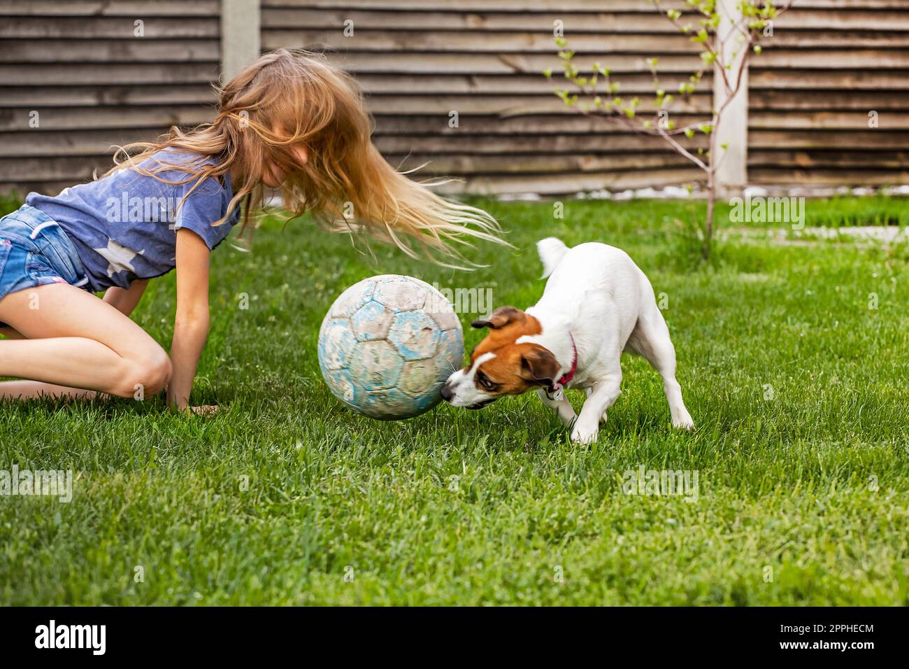 happy me girl with long hair plays ball with jack russell terrier ...