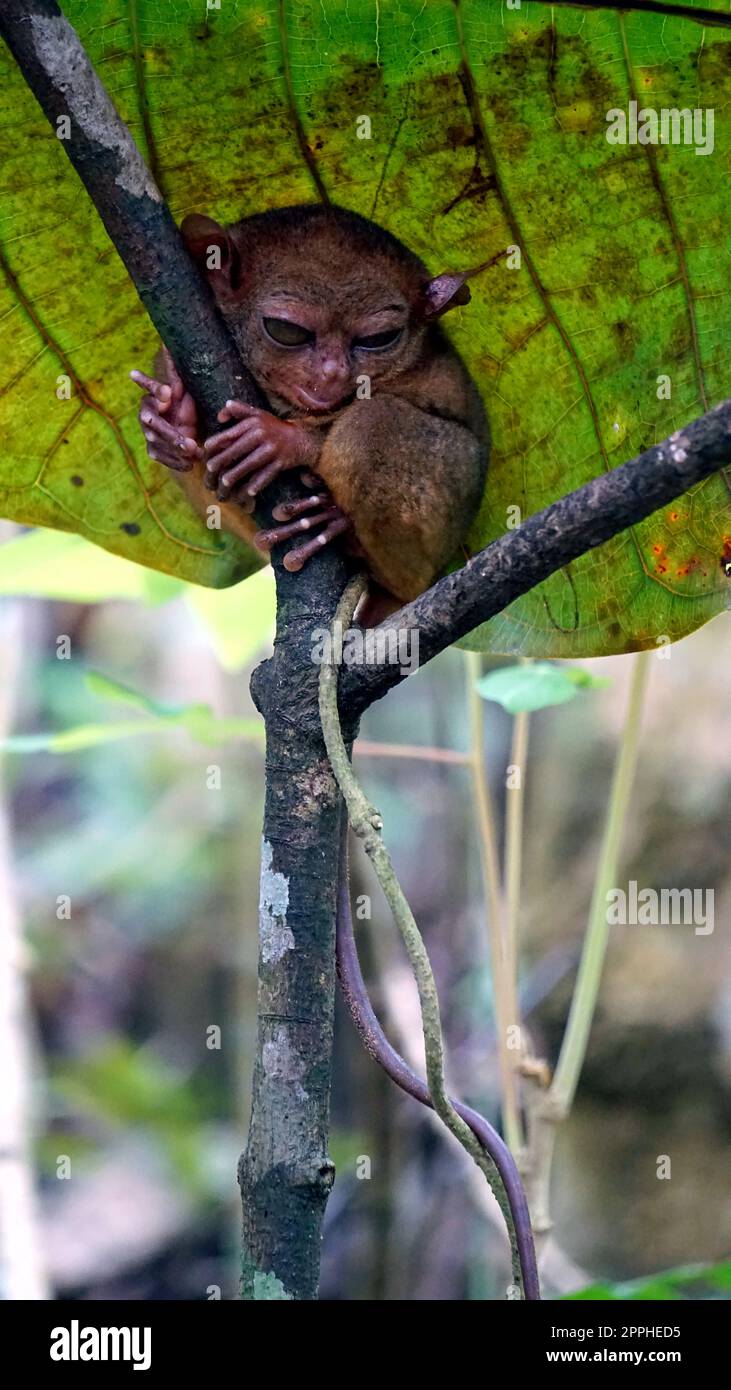 Portrait of Tarsier monkey (Tarsius Syrichta) on the tree at bohol ...