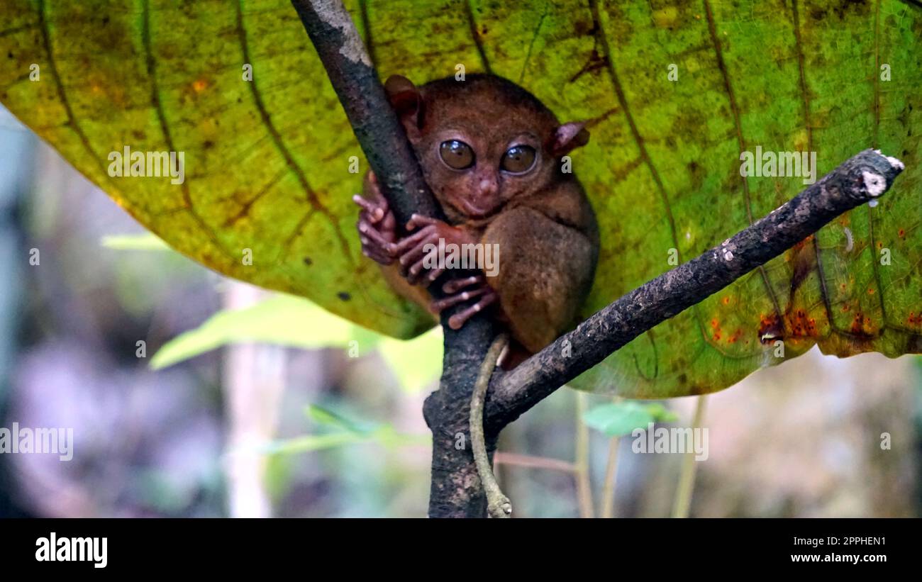 Portrait of Tarsier monkey (Tarsius Syrichta) on the tree at bohol ...