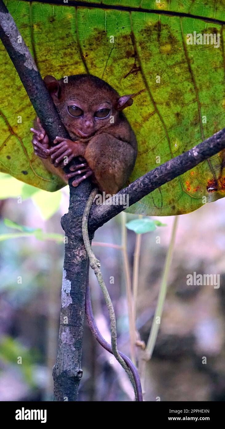 Goblin lemur hi-res stock photography and images - Alamy