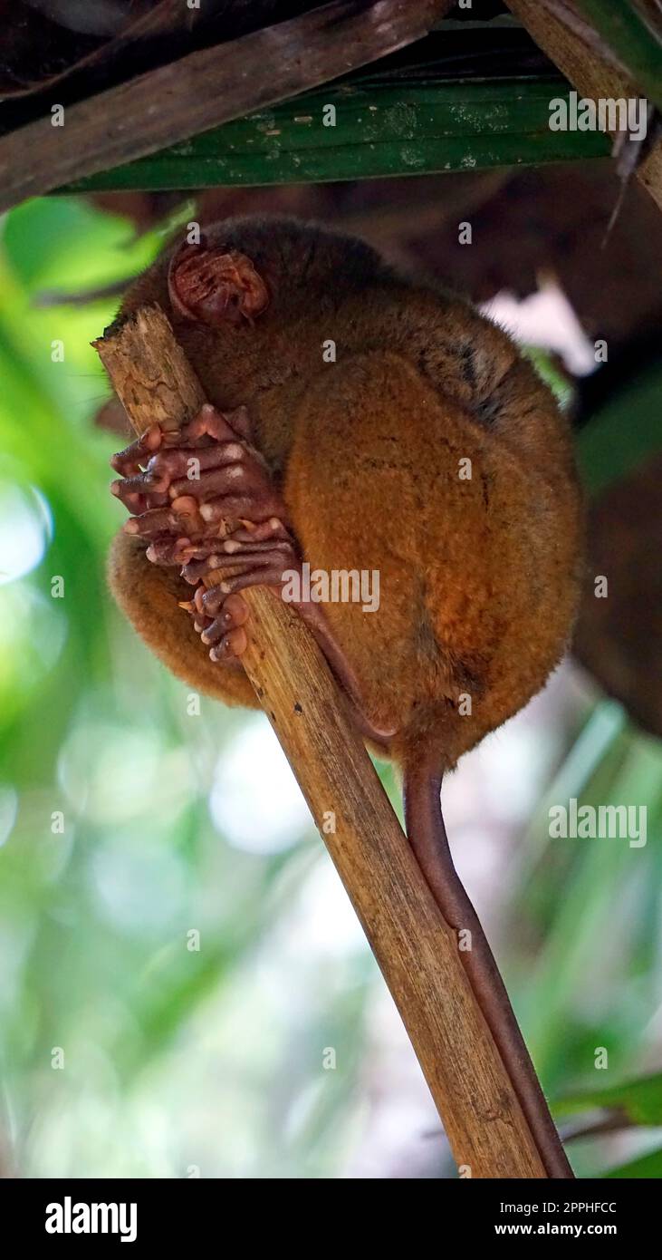Portrait of Tarsier monkey (Tarsius Syrichta) on the tree at bohol ...